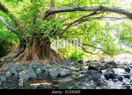 Ancient Ficus bengalensis grows by stream in a tropical forest. The ...