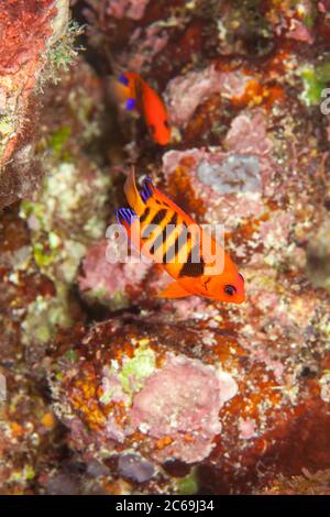 Flame angelfish, Centropyge loricula, on a reef off the island of Maui ...
