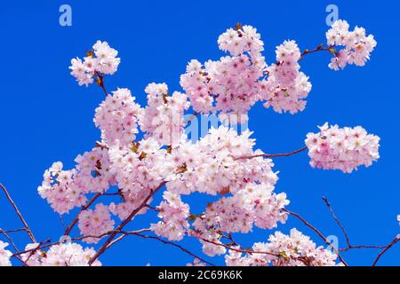 Sargent Cherry, Sargent's Cherry (Prunus sargentii), blooming Stock ...