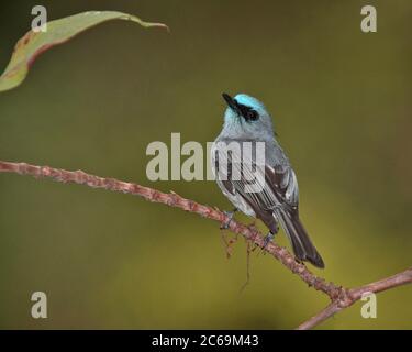 Sri Lankan dusky blue flycatcher, Muscicapa sordida, Sri Lanka Stock ...