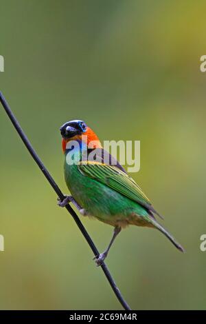 Red-necked Tanager on a branch Stock Photo - Alamy