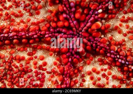 A reticulated brittle star, Ophiocoma brevipes, on the convoluted ...