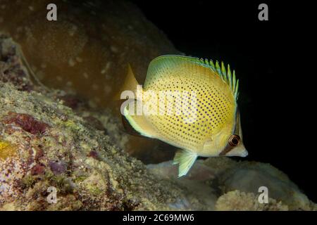 speckled butterflyfish, chaetodon citrinellus Stock Photo - Alamy