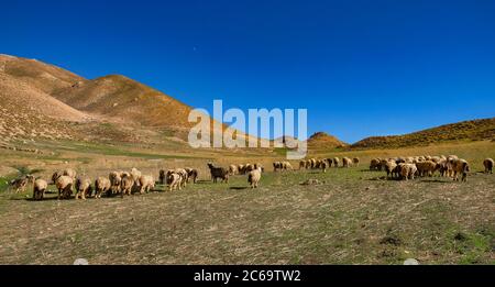 goats, Zagros mountains, Iran Stock Photo - Alamy