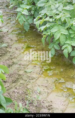 Potato (Solanum tuberosum), potato under potato leaves, crops ...