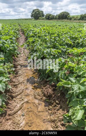 Potatoes crop growing on ridges, Herefordshire, England, UK Stock Photo ...