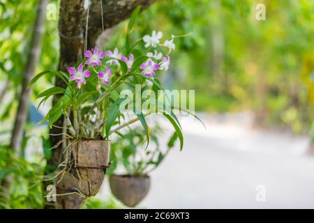 Spa composition with orchid, close up Stock Photo - Alamy