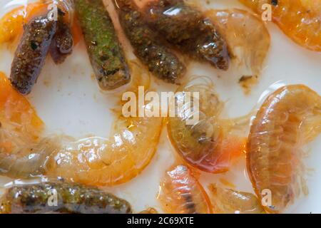 Insect larvae and shrimp eaten by freshwater brown trout in Orkney Loch ...