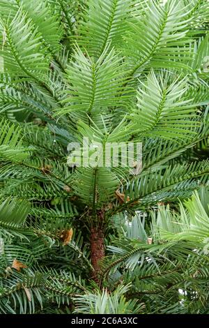 Wollemia Nobilis. Wollemi pine tree foliage and round female cones ...