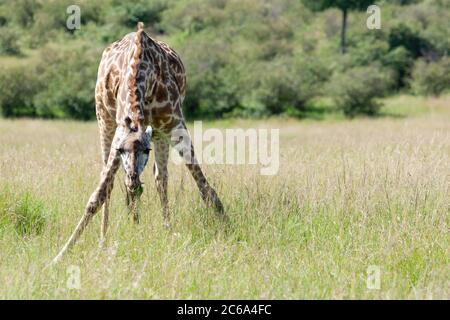 Giraffe (Giraffa) foraging in grass Stock Photo - Alamy