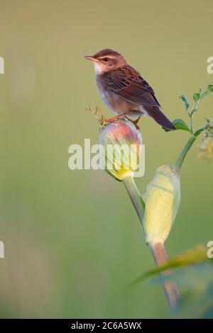 Adult Pallas's Grasshopper Warbler (Locustella certhiola) perched on a plant near Yakutsk in ...