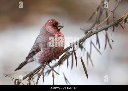 Male Great Rosefinch (Carpodacus rubicilla) sitting on snow in high ...