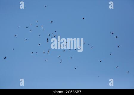 Large flock of Common Swifts (Apus apus) in flight in Portugal Stock ...