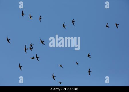Large flock of Common Swifts (Apus apus) in flight in Portugal Stock ...