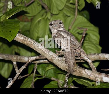 Papuan frogmouth (Podargus papuensis) in Papua new guinea Stock Photo ...