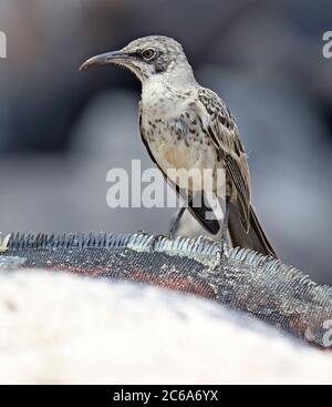 Hood Mockingbird (Mimus macdonaldi) also known as the Espanola ...
