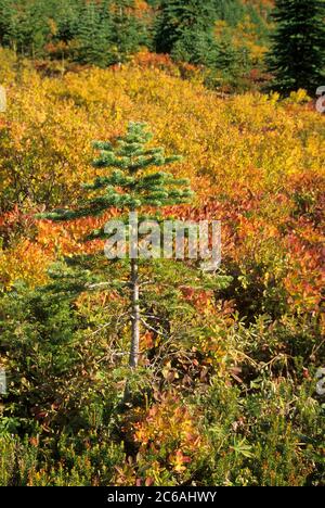 Huckleberry & fir at Paradise, Mt Rainier National Park, Washington ...