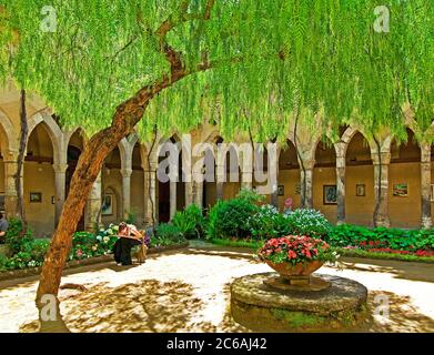 A Mimosa tree overhanging the gorgeous medieval cloisters of the ...