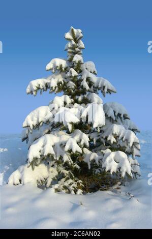 with fir tree and snow Stock Photo - Alamy
