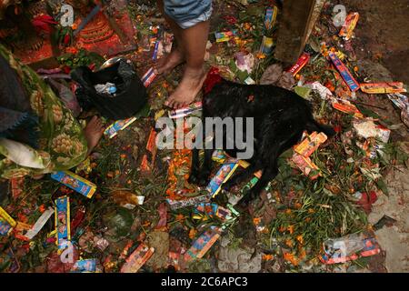 Hindu man worship a Goat for sacrifice to goddess as wishes fulfilled ...