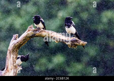 A family of magpies foraging in mid Wales during a summer shower Stock ...