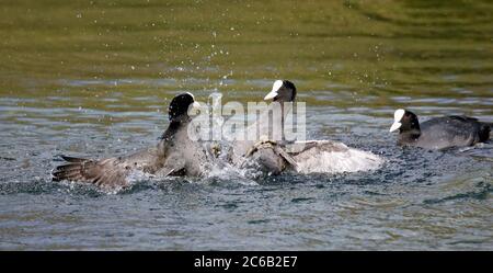 Male coots fighting over breeding territory Stock Photo - Alamy