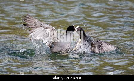 Male coots fighting over breeding territory Stock Photo - Alamy