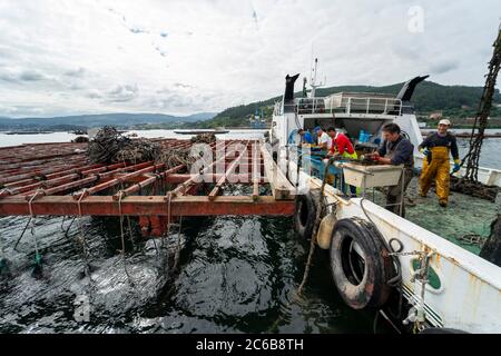 Aquaculture rafts for mussels, batea, in Arousa estuary, Galicia, Spain ...