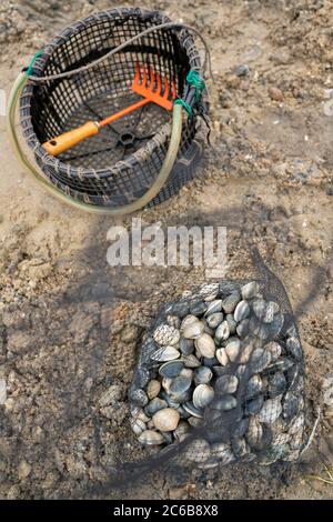 Collecting shellfish at low tide Stock Photo - Alamy