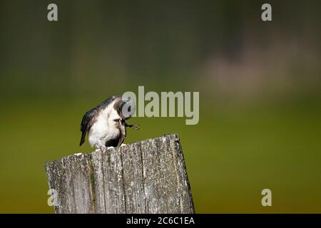 Bend, Oregon, USA. 8th July, 2020. A Tree Swallow basks in the warm ...