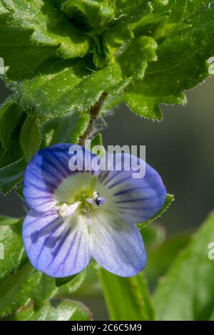 A vertical closeup shot of blooming veronica chamaedrys flowers Stock ...