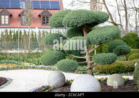 Virginischer Wacholder, Juniperus virginiana Hetz, Juniperus virginiana ...