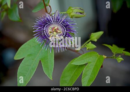 Kashmir Kusum flower, violet and purple, vine on rooftop in India Stock ...