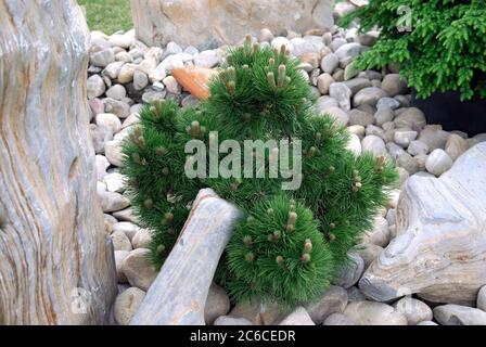 Pinus leucodermis 'Compact Gem' Stock Photo - Alamy