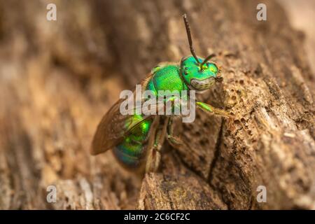 Sweat Bee (Augochloropsis sp.) of the Augochloropsis metallica species ...
