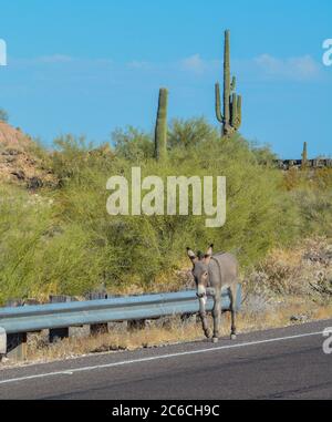Burros at Lake Pleasant Arizona Stock Photo - Alamy