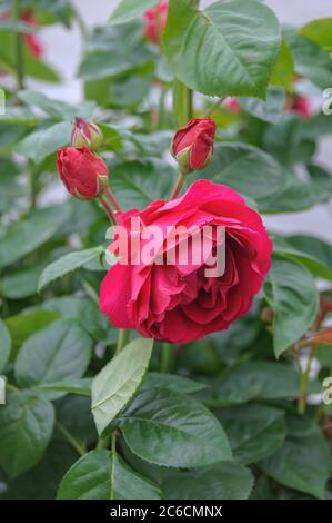 Rosa 'Nostalgie', flower Stock Photo - Alamy