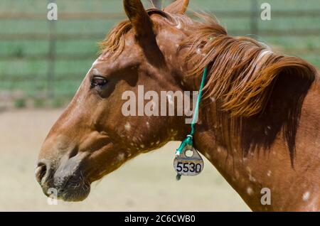 Wild Mustang horses captured and held in pens, at BLM Wild Horse ...