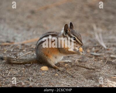 Yellow-pine Chipmunk (Neotamias amoenus Stock Photo - Alamy