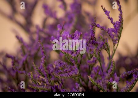 Close up of a bouquet of Limonium Maine Blue Foliage variety, studio ...