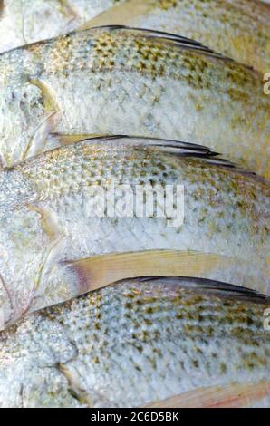 Fresh Lined Silver Grunt Fish for Cooking Stock Photo - Alamy