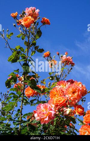Shrub Rose, Rosa 'Westerland' climbing roses Stock Photo - Alamy