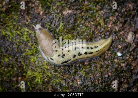 Slug on a stone overgrown with moss. View from above Stock Photo - Alamy
