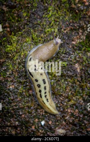 Slug on a stone overgrown with moss. View from above Stock Photo - Alamy