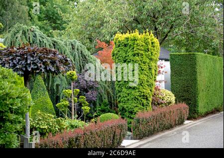 Yew Taxus baccata fastigiata and fastigiata aureomarginata also called ...