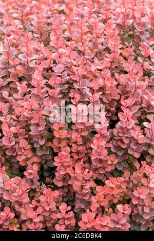 Rote Kugel-Berberitze, Berberis thunbergii SUNJOY MINI MAROON, Red Ball ...