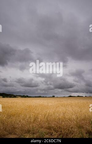 Tilty Abbey Ruins, Tilty, Essex Stock Photo - Alamy