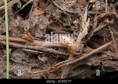 Thyene imperialis, Jumping Spider Stock Photo - Alamy