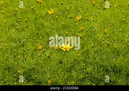 Threadleaf coreopsis ( Coreopsis verticillata ´Zagreb´ Stock Photo - Alamy