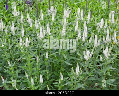 Herbaceous border with white spikes of Veronica or Speedwell pink Phlox ...